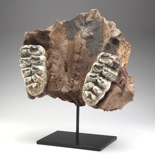 Mastodon Maxilla with Teeth. Mammut americanum. Pleistocene. Bonner ...